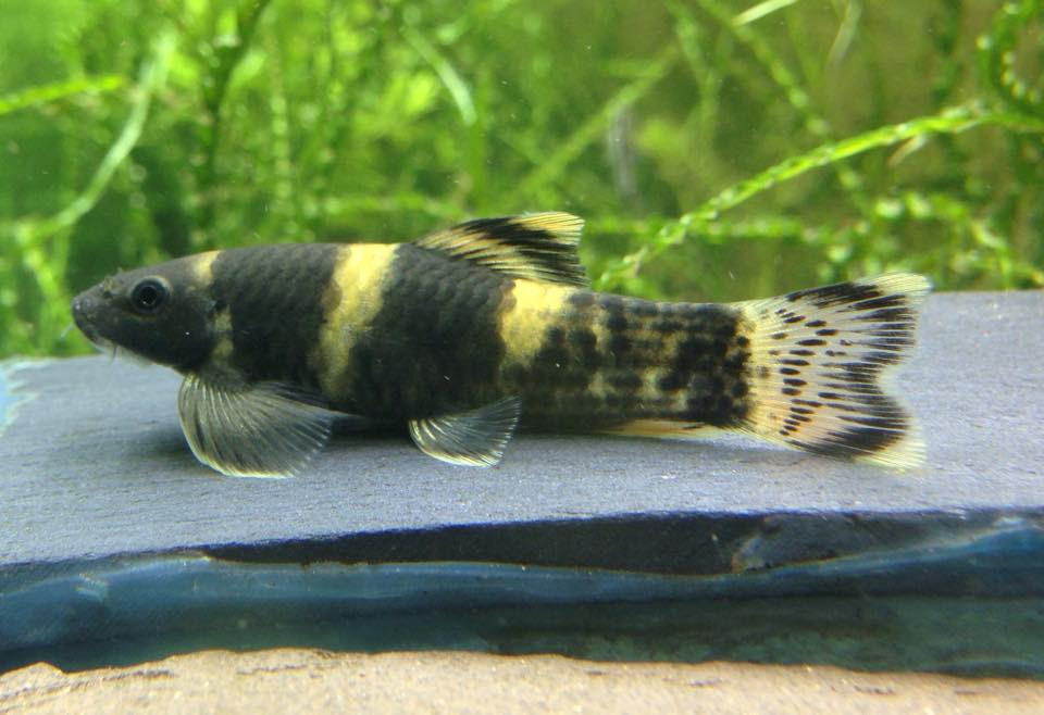 TRiN's Tropical Fish