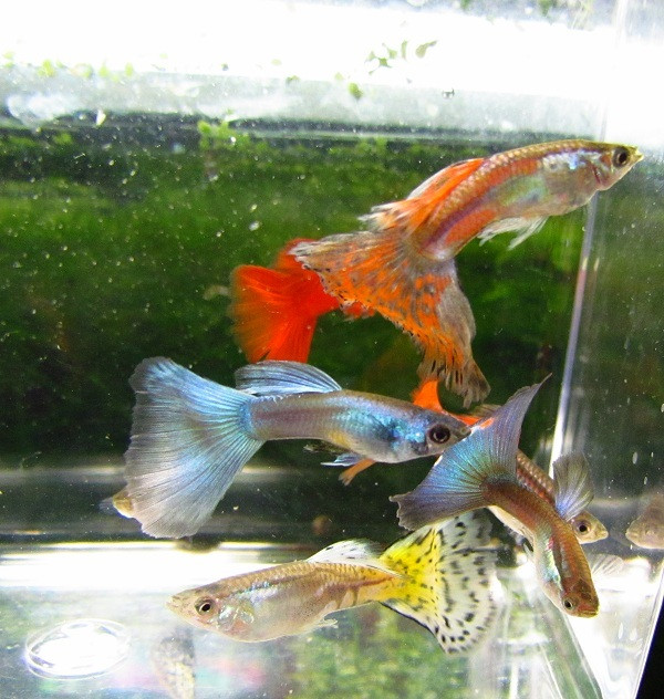 Assorted Male Guppy Guppies - TRiN's Tropical Fish