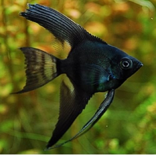 Angelfish - TRiN's Tropical Fish