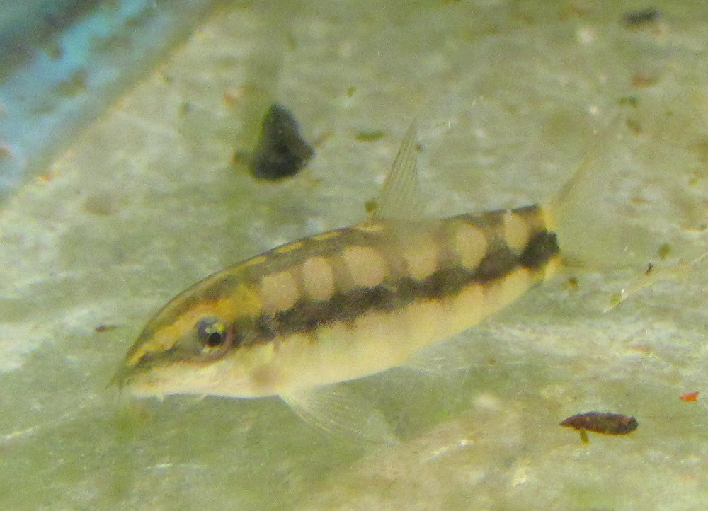 Sidthimunki Botia Loach