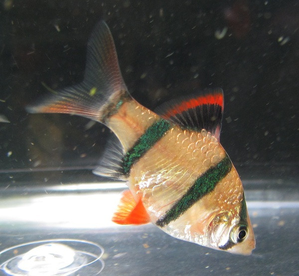 Blue-Barred Barb - TRiN's Tropical Fish