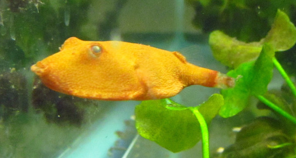 Tetraodon miurus Congo Puffer