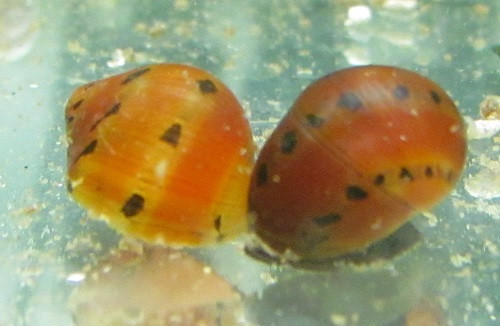 5 Tiger Nerite Snail - TRiN's Tropical Fish
