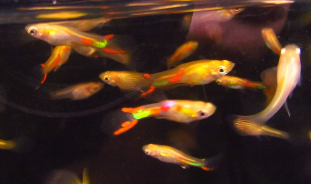 Golden Blonde Endlers Pair - TRiN's Tropical Fish