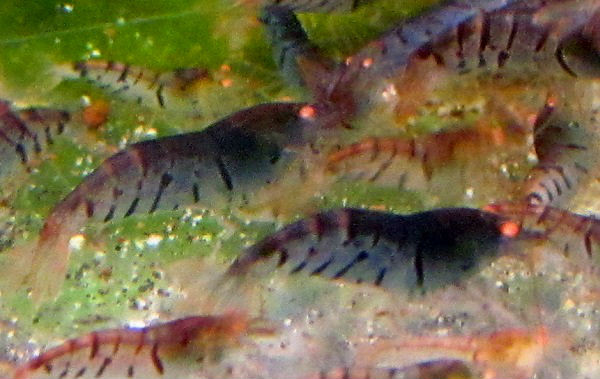 Orange Eye Blue Tiger Shrimp OEBT - TRiN's Tropical Fish