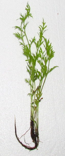 Water Sprite Indian Fern freshwater aquarium plnat for sale