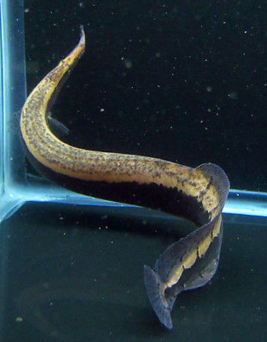 Borneo Python Eel Live Freshwater Aquarium Fish - TRiN's Tropical Fish
