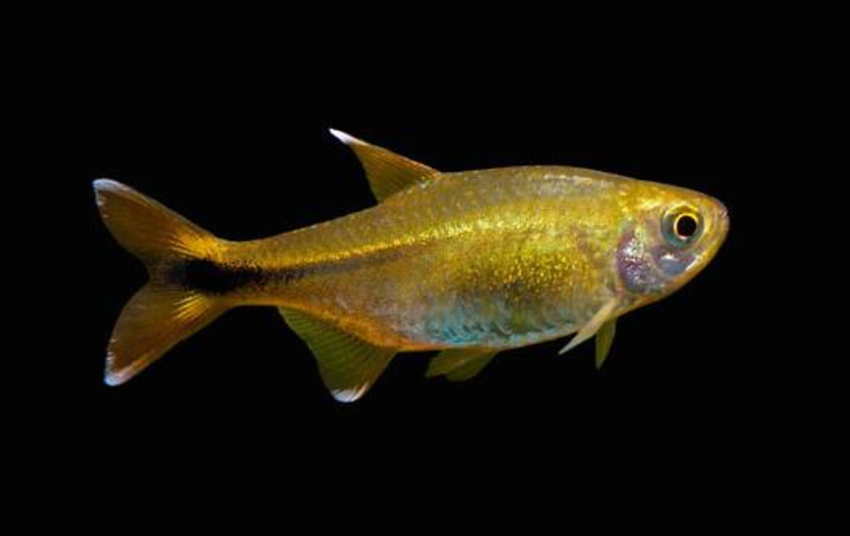 Silver Apollo Shark (Luciosoma sp.) - TRiN's Tropical Fish