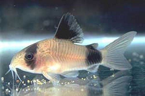 Live Tropical Fish For Sale