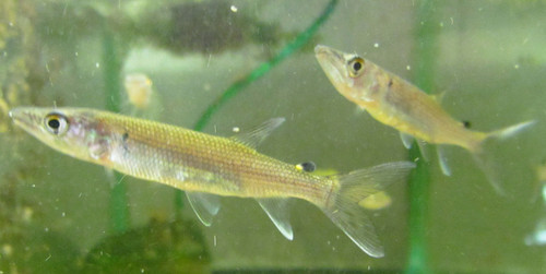 African Tiger Odoe Pike