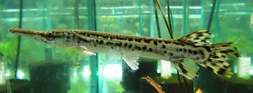 3" SMALL Alligator Gar FRY - TRiN's Tropical Fish