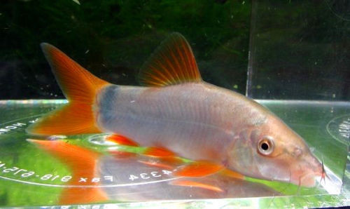 Redtail Botia Loach - TRiN's Tropical Fish