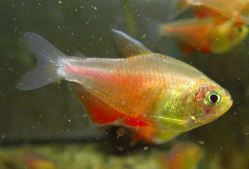 Von Rio Orange Flame Tetra - TRiN's Tropical Fish