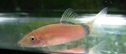 6 Skunk Loach Botia - TRiN's Tropical Fish