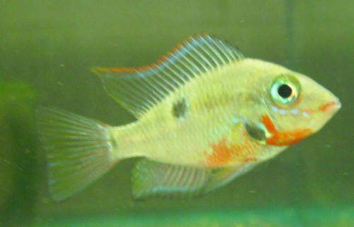 Firemouth Meeki Cichlid - TRiN's Tropical Fish