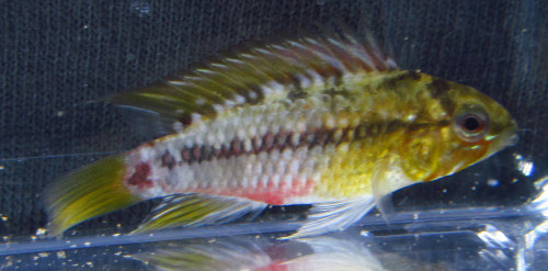 Double Red Apisto Cacatouides Chcilid Pair