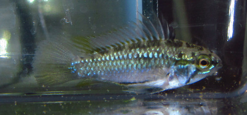 Double Red Apisto Cacatouides Chcilid Pair