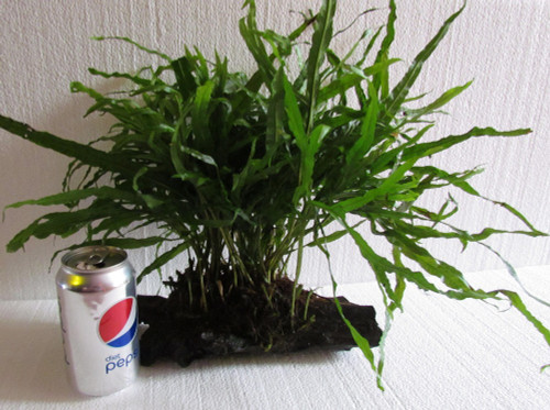 LARGE Java Fern Trident on Driftwood - TRiN's Tropical Fish