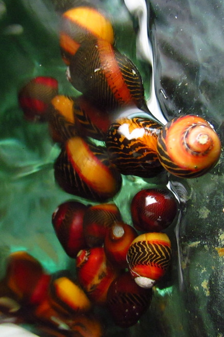 Red Racer Nerite Snail - TRiN's Tropical Fish