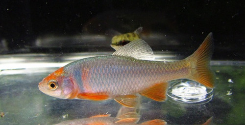Male Rainbow Dace - TRiN's Tropical Fish