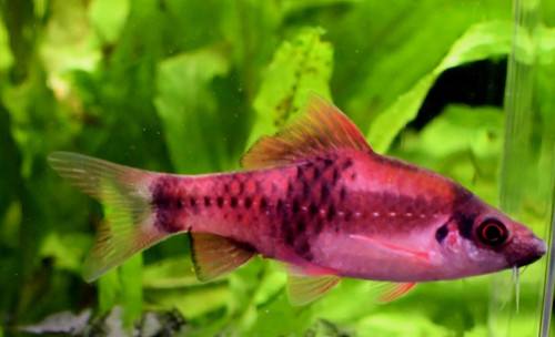 Melon Barb Puntius melanampyx for sale
