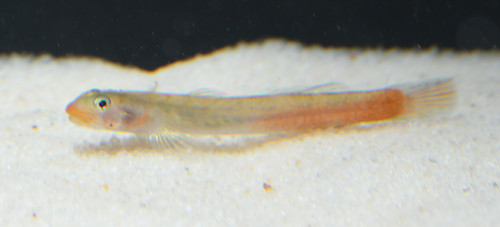 Red Lipstick Goby Sicyopus rubicundus - TRiN's Tropical Fish
