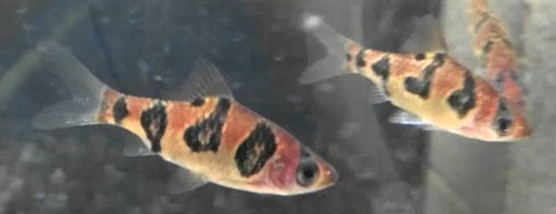 Snakeskin Barbs - TRiN's Tropical Fish