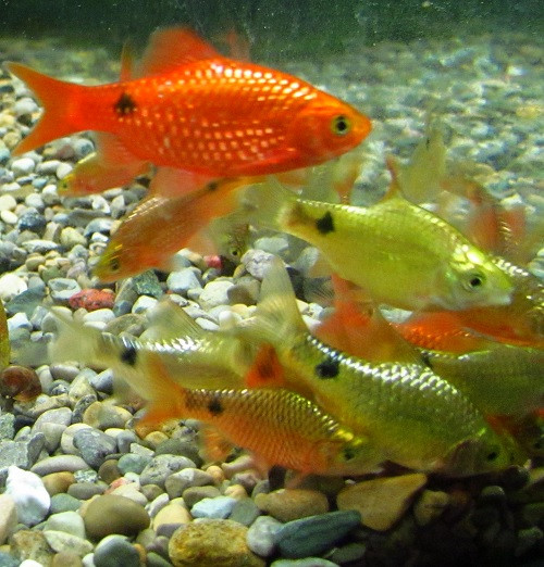 Rosy Barb - TRiN's Tropical Fish