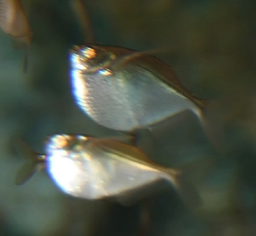 Silver Hatchetfish - TRiN's Tropical Fish