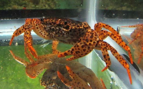 Panther Crab - TRiN's Tropical Fish