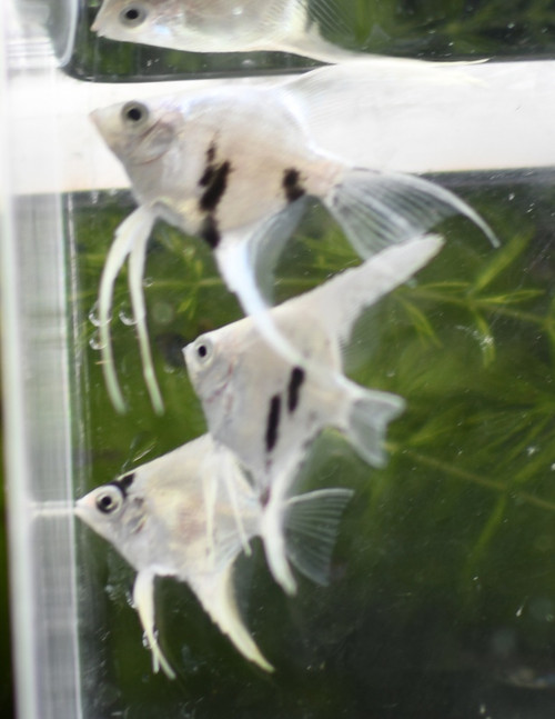 Platinum Marble Angelfish - TRiN's Tropical Fish