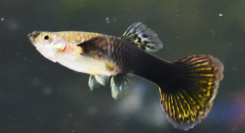 3 Female Red Dragon Guppy Guppies - TRiN's Tropical Fish