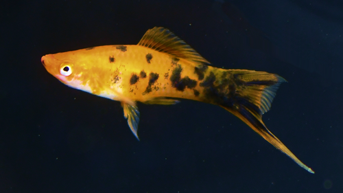 Red Spotted Swordtail - TRiN's Tropical Fish