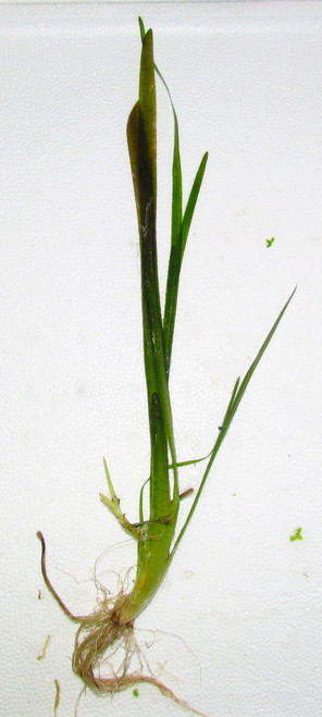 5 Jungle Val Plant - TRiN's Tropical Fish