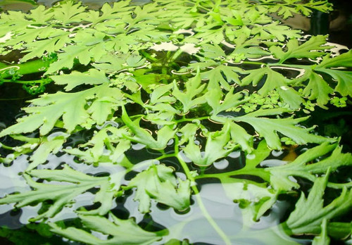 Water Sprite Indian Fern freshwater aquarium plnat for sale