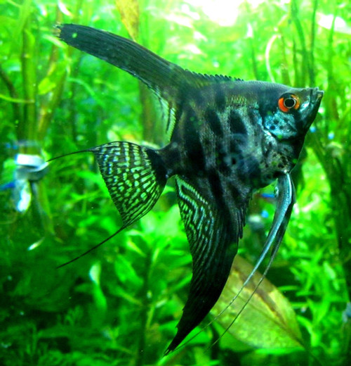 Black Zebra Lace Angelfish - TRiN's Tropical Fish