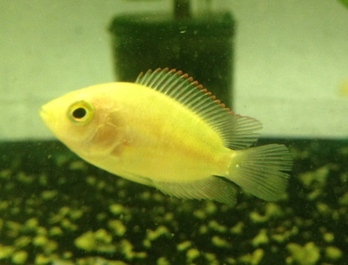 Gold Jack Dempsey Cichlid - TRiN's Tropical Fish