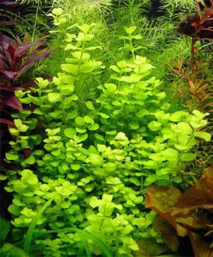 Golden Lloydiella - TRiN's Tropical Fish