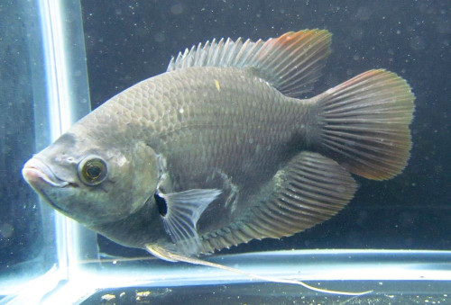 Giant Red Tail Gourami (Osphronemus laticlavius)