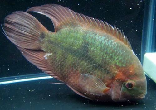 Chocolate Cichlid (Hypselecara temporalis)