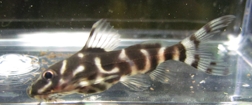 Synodontis Angelicus Hybrid