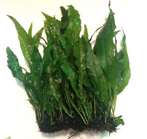 3x5 Java Fern Mat Live Freshwater Aquarium Plant - TRiN's Tropical Fish