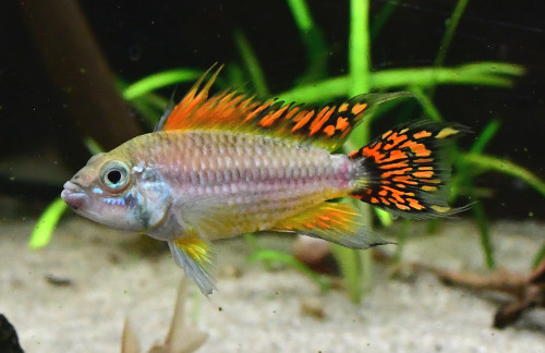 Double Red Apisto Cacatouides Chcilid Pair
