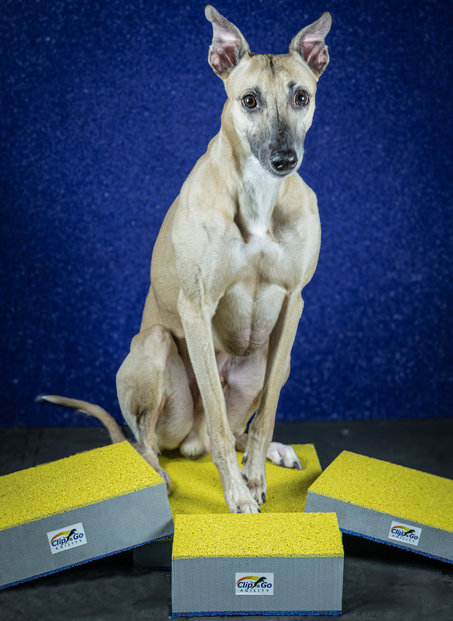 VersaFit Fitness Blocks 3.25" Thick - Clip and Go Agility