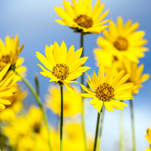 Native Foods Nursery | Buy Native Plants That You Can Eat!