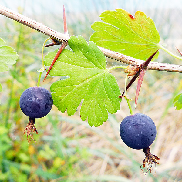Blackcap Raspberry | native fruit bushes for sale | Native Foods Nursery