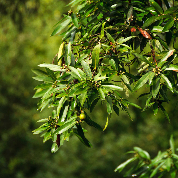 California Hazelnut | native nut trees for sale | Native Foods Nursery