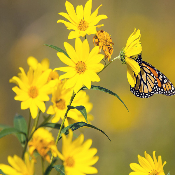 California Hazelnut | native nut trees for sale | Native Foods Nursery