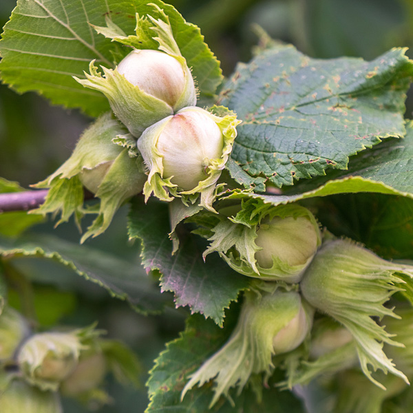 California Hazelnut | native nut trees for sale | Native Foods Nursery