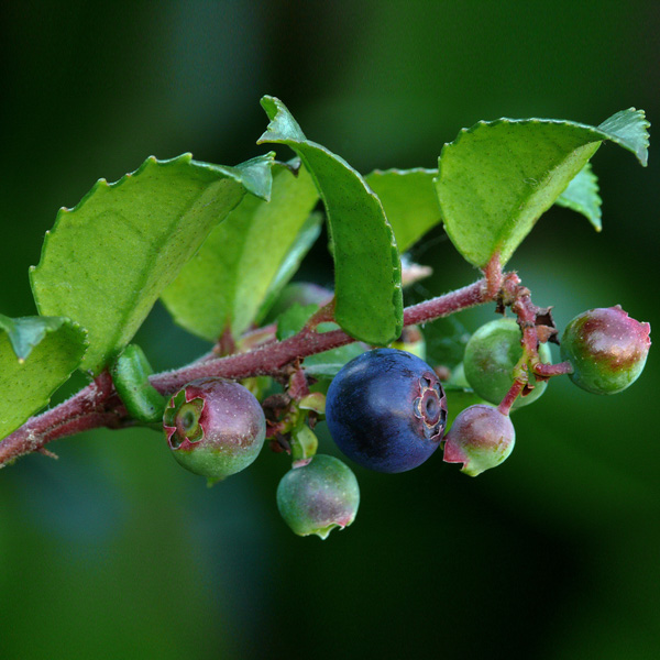 Evergreen Huckleberry | Native Plants For Sale Online | Native Foods ...
